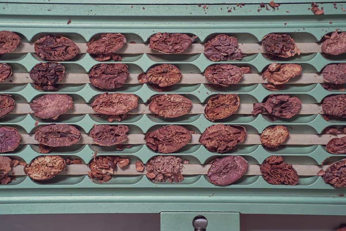 Bean to Bar: A Tour of Republica del Cacao’s Chocolate Factory in ...