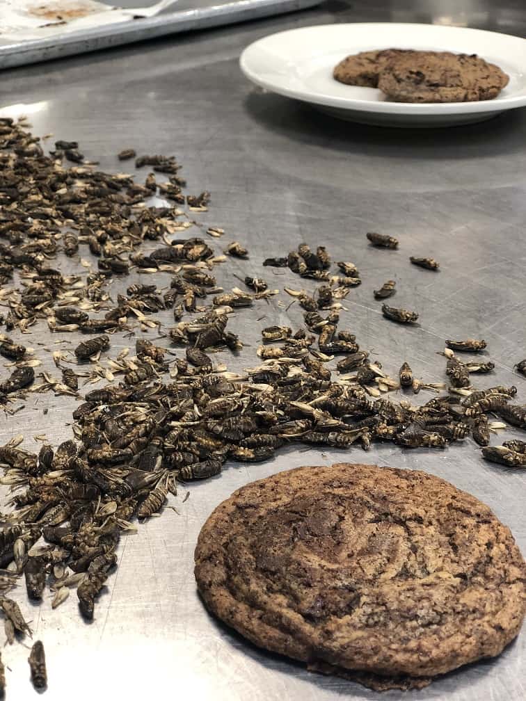 The Rise of Bug Flour in Baking | Pastry Arts