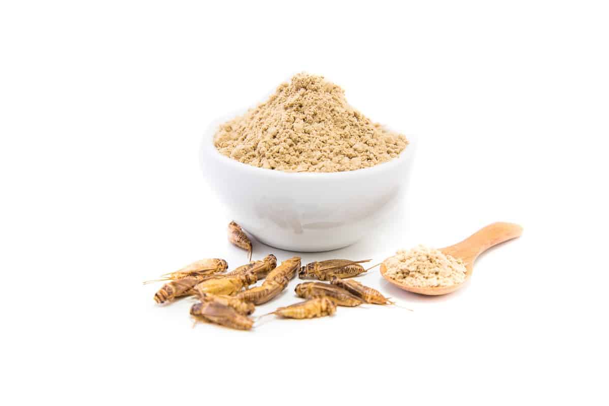 The Rise of Bug Flour in Baking | Pastry Arts