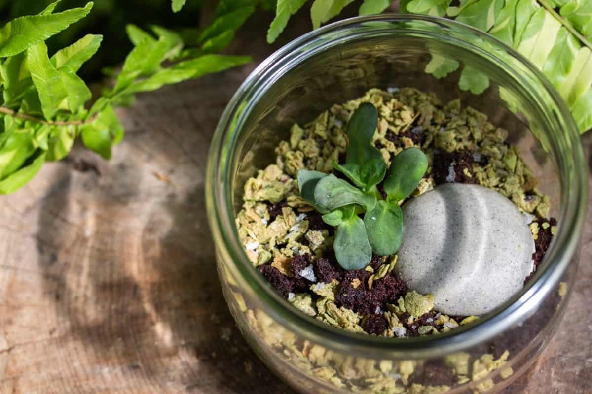 Chocolate Terrarium by Robert Toland | Pastry Arts