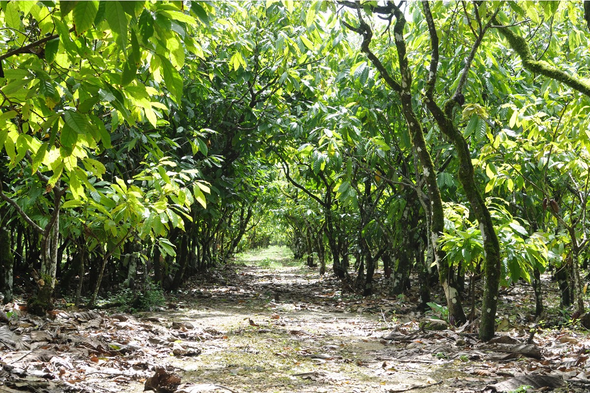 The Art of Environmentally Conscious Cocoa, Chocolate and Pastry ...